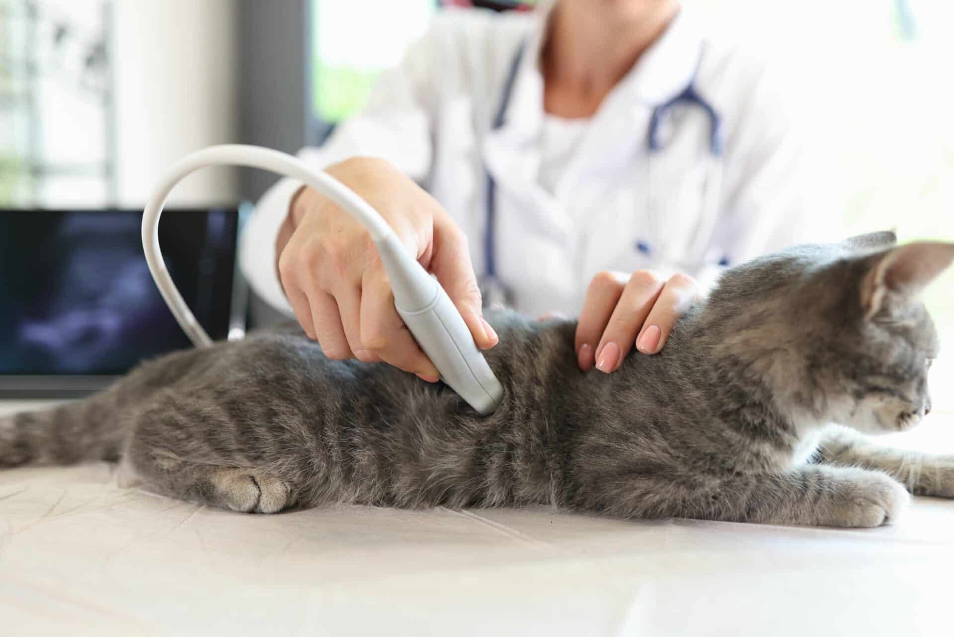 Diagnostics - Woodcliff Lake Veterinary Hospital